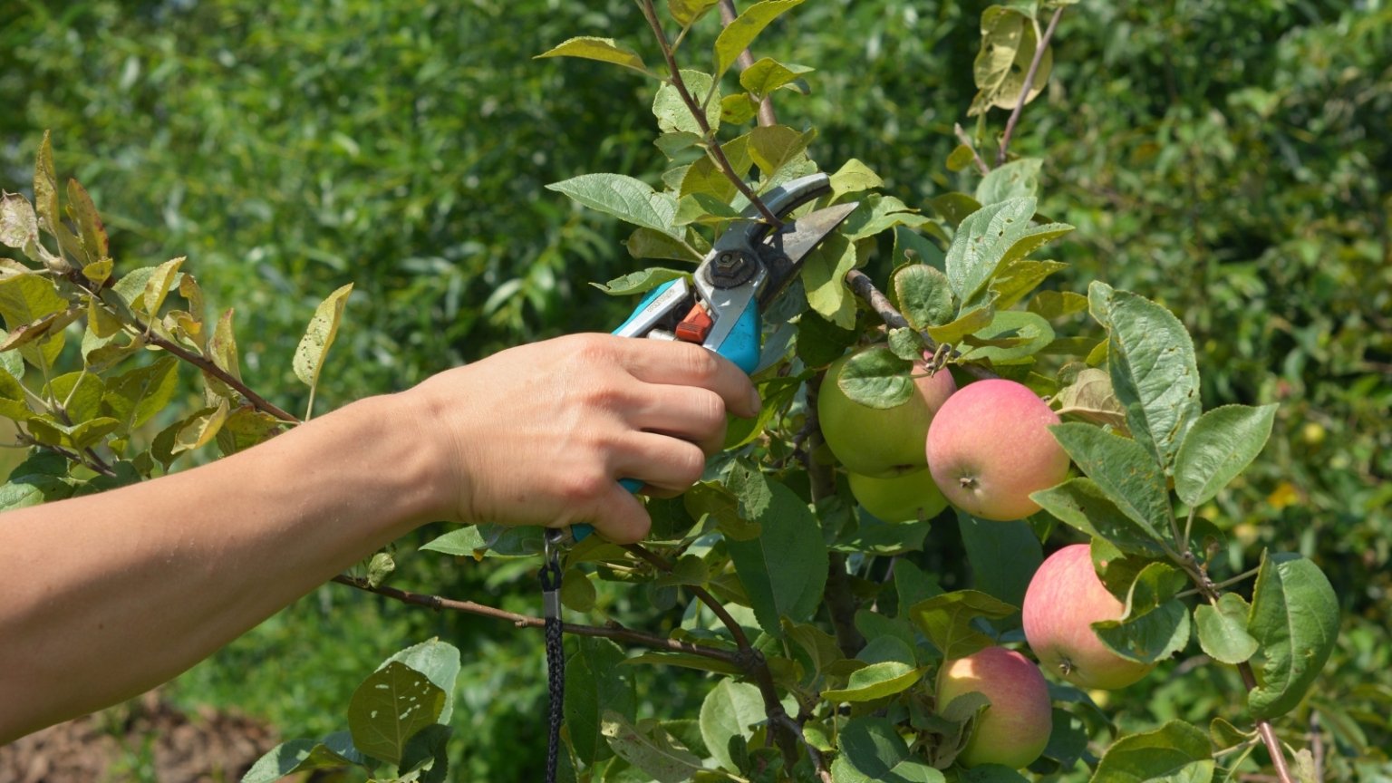 How to Plant, Grow, and Care for 'Fuji' Apple Trees