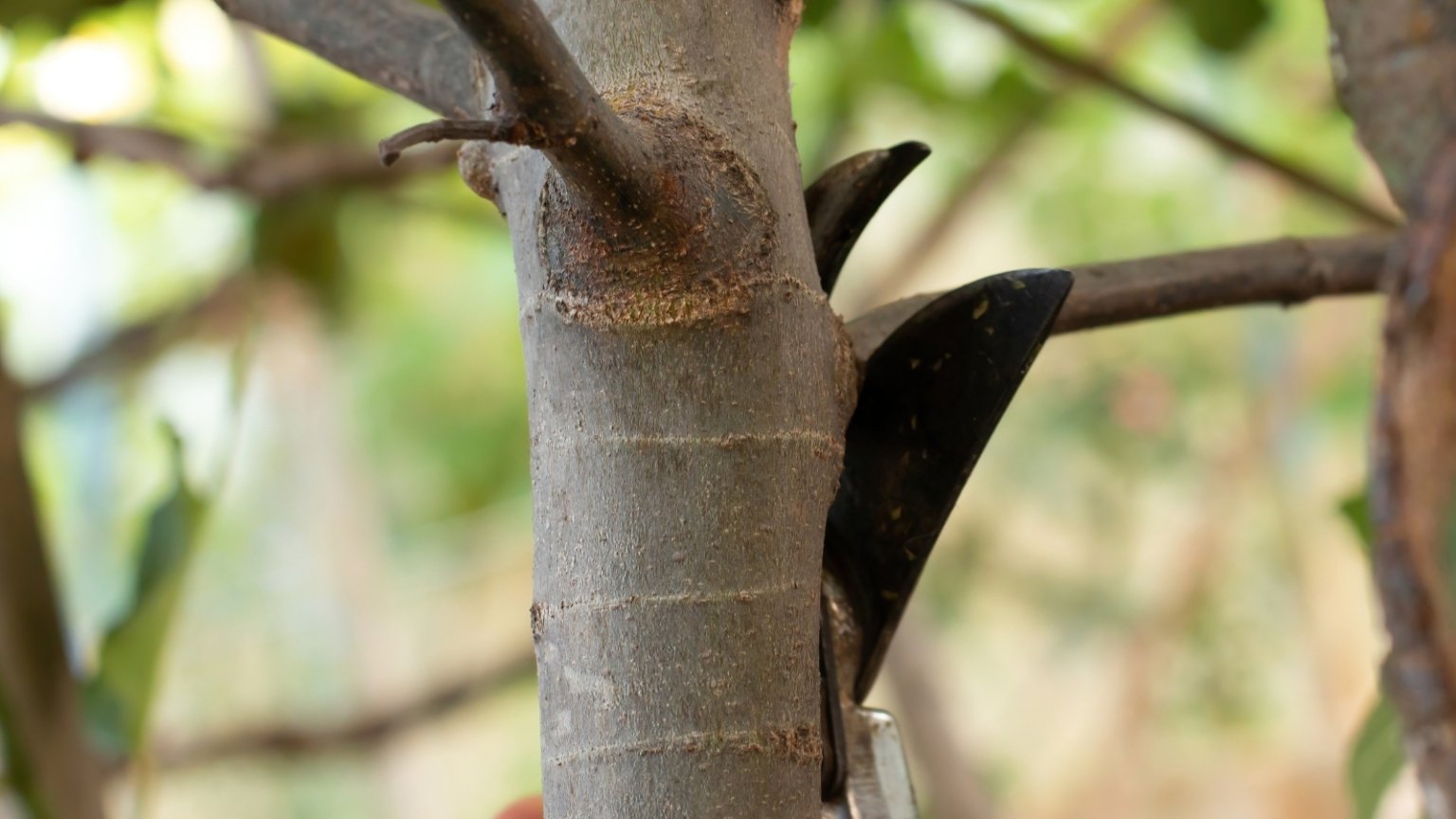 How to Plant, Grow, and Care for ‘Contender’ Peach Trees