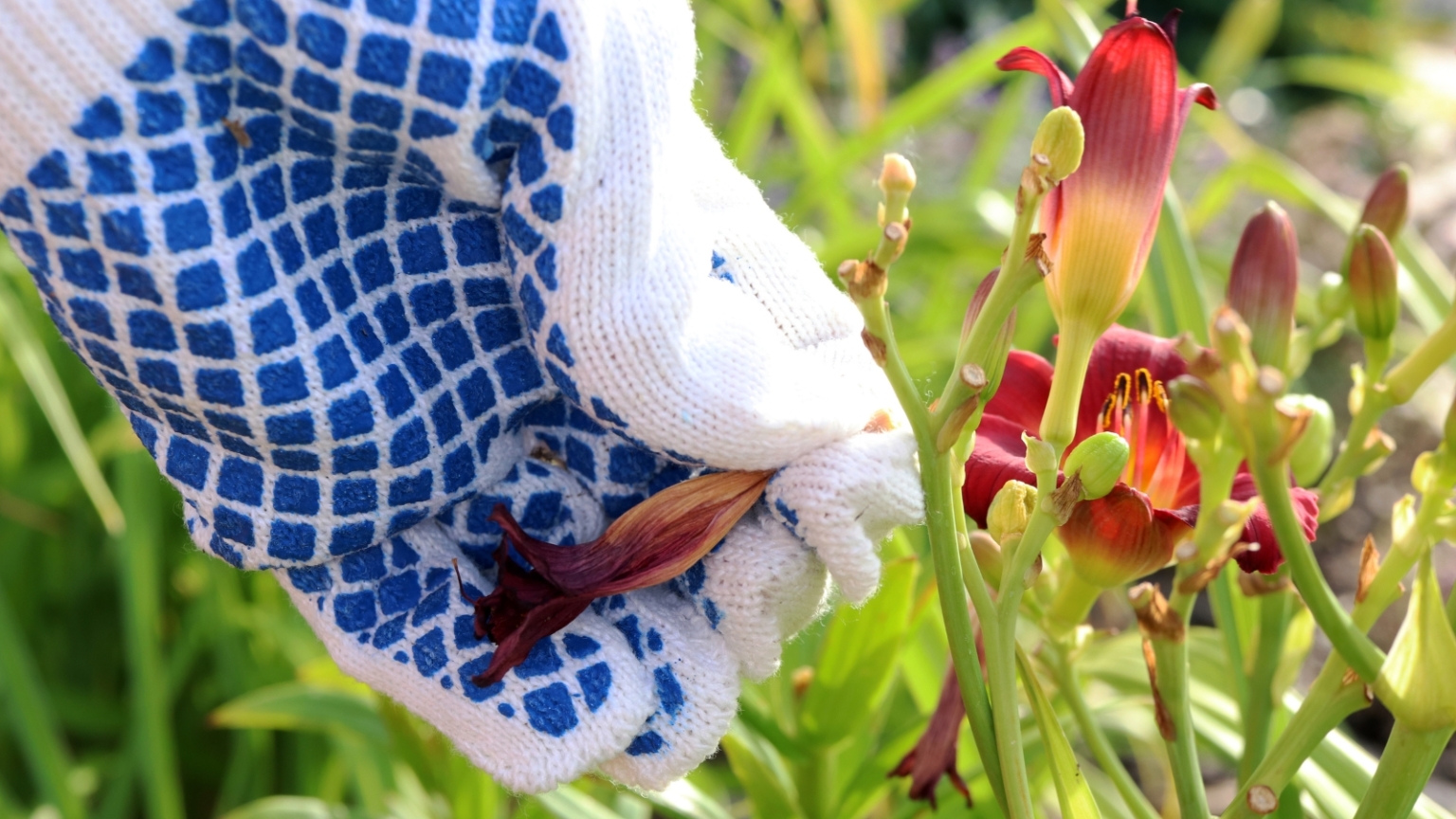 11 Tips for the Beginner Flower Gardener