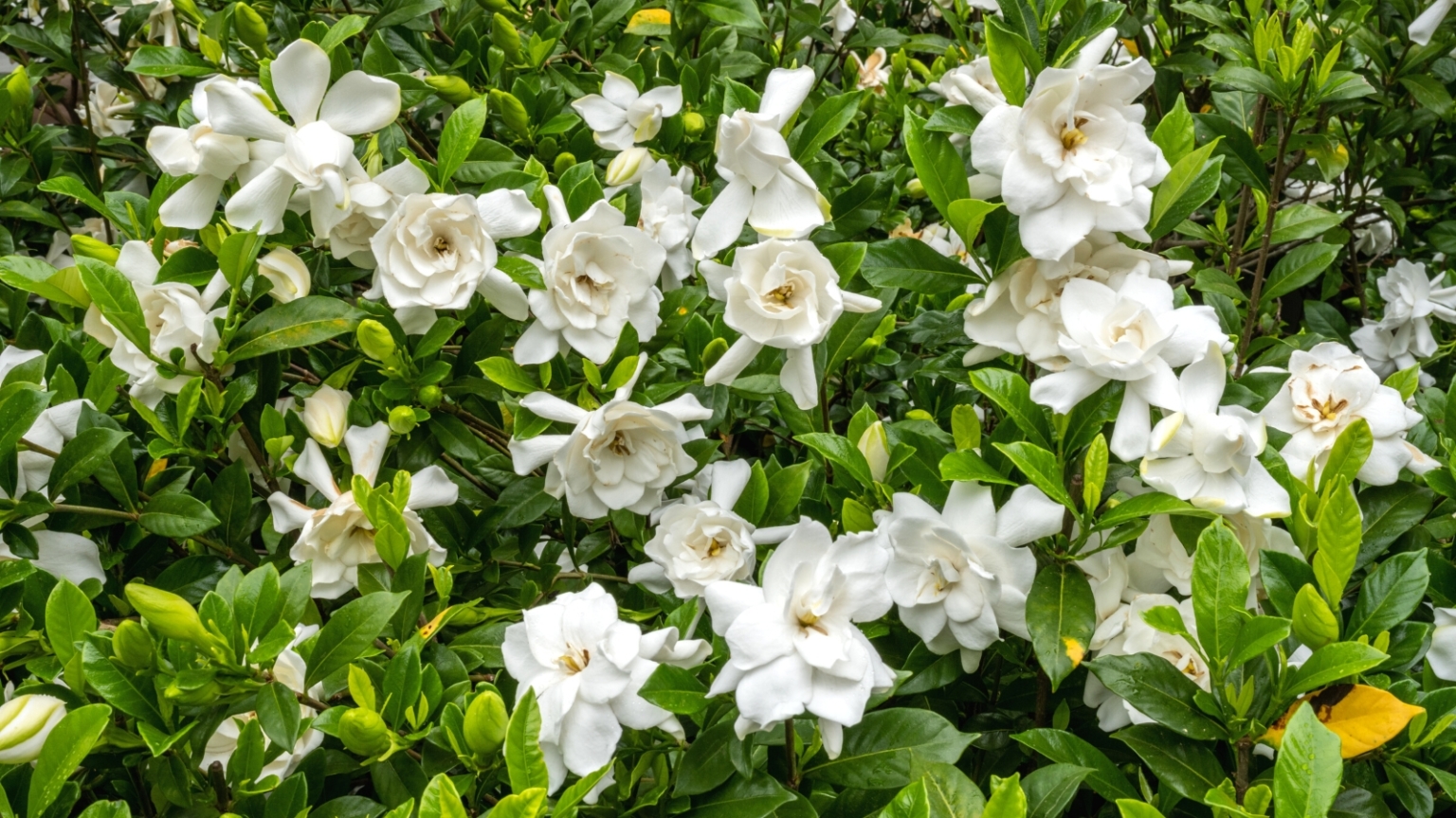 17 Best Foundation Plants for the Front of Your House