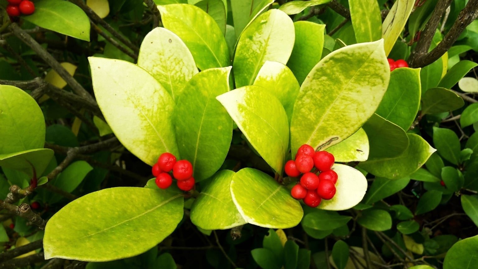How to Plant, Grow, and Care For Wintergreen