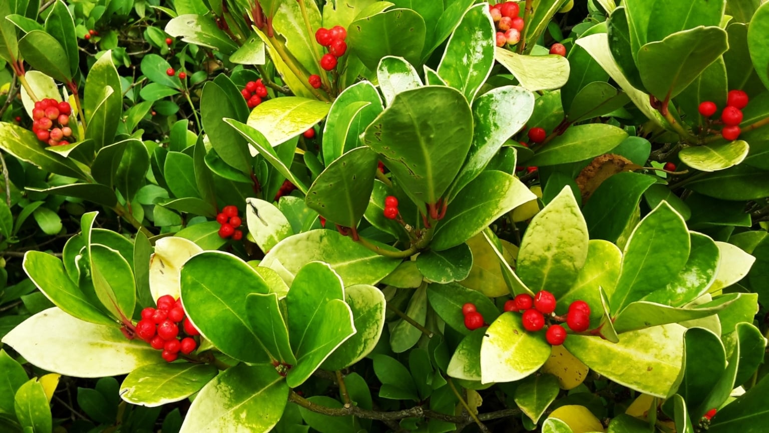 How to Plant, Grow, and Care For Wintergreen