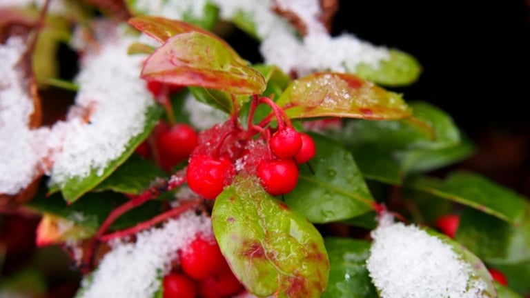 How to Plant, Grow, and Care For Wintergreen