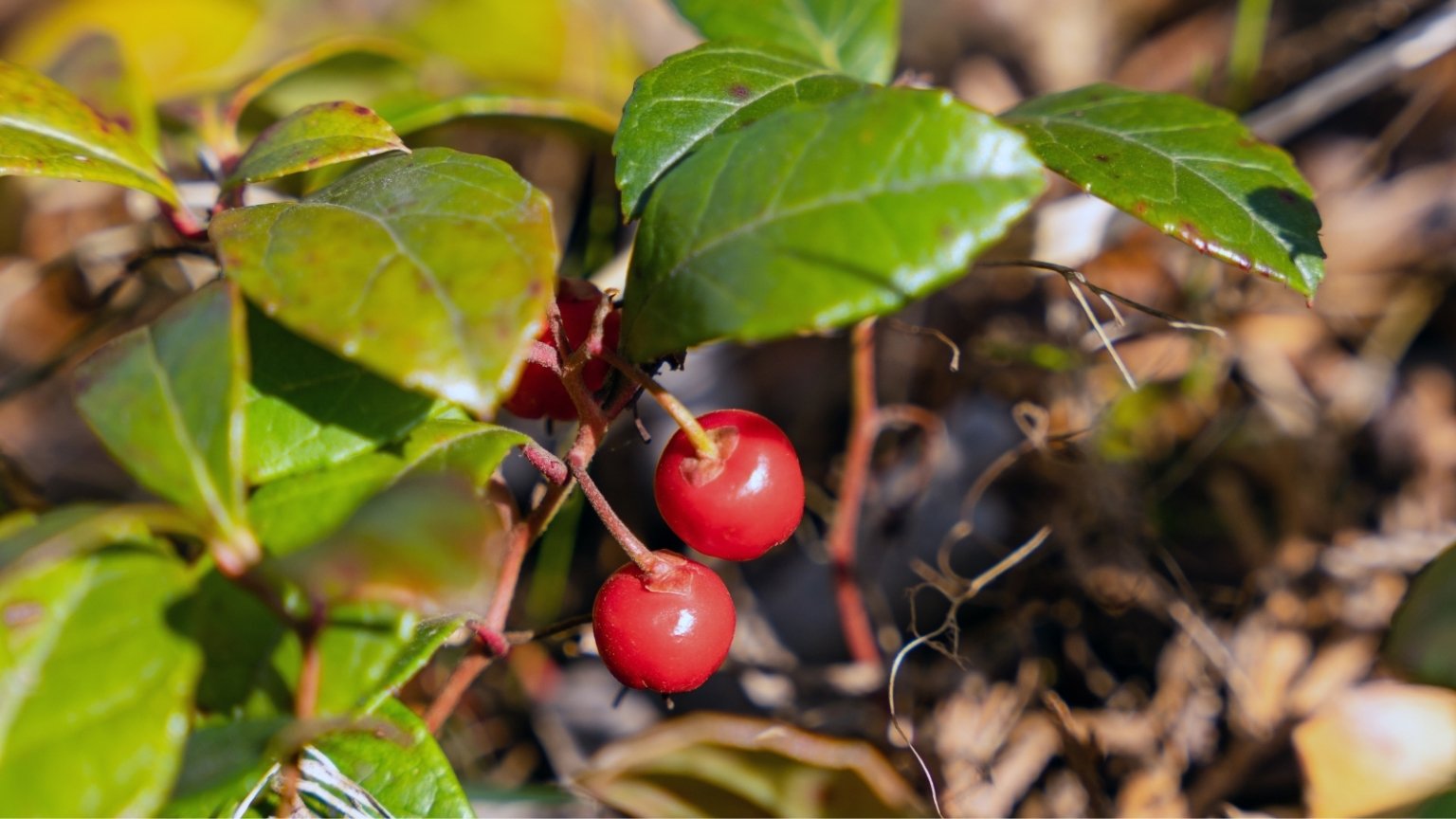 How to Plant, Grow, and Care For Wintergreen