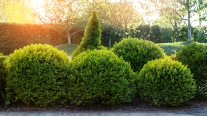 Boxwood Shrub Fertilization: 5 Fertilizer Tips
