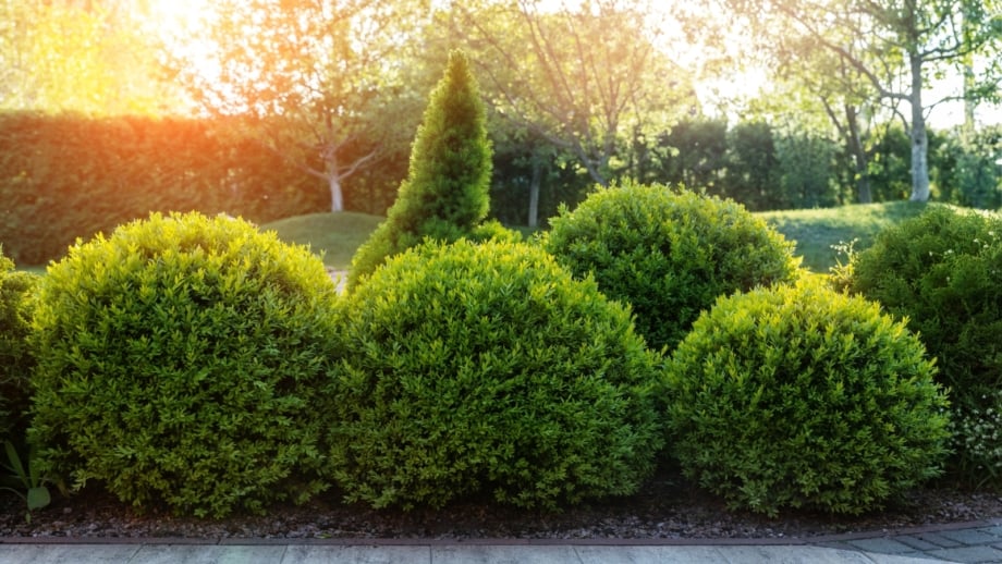 Boxwood Shrub Fertilization: 5 Fertilizer Tips