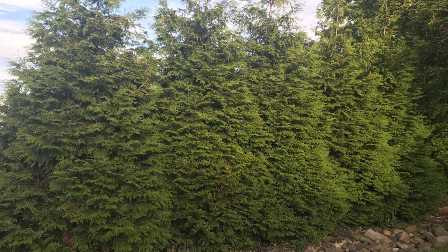 How to Plant, Grow, and Care For Thuja 'Green Giant’ Arborvitae