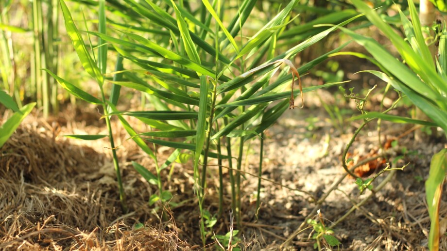 How to Plant, Grow, and Care for Ginger