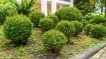 How to Make a Topiary in your Garden