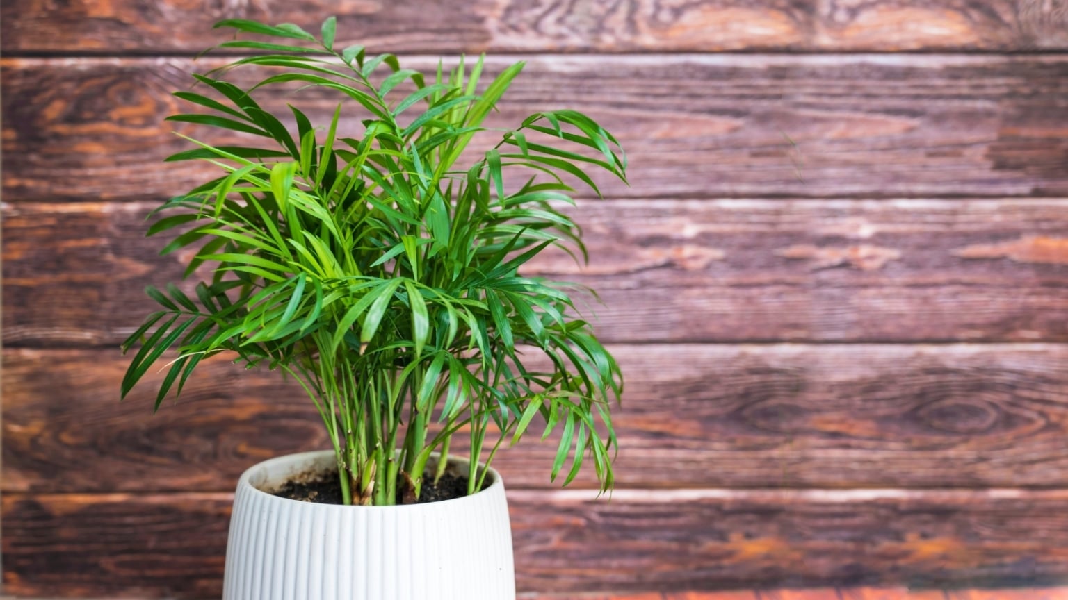 21 Plants for Victorian Home Gardens