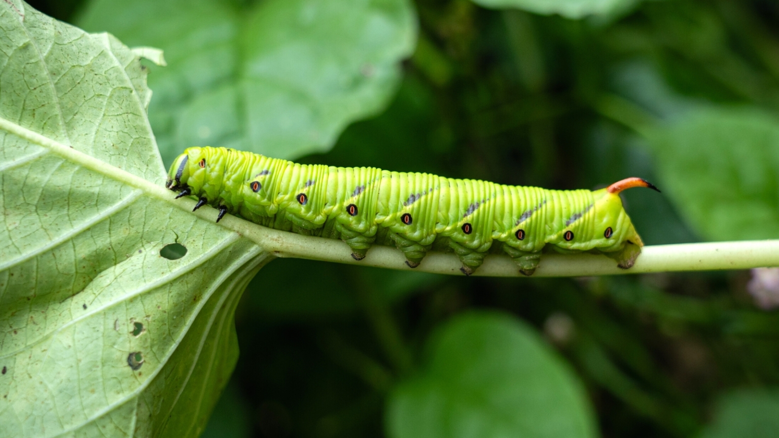 What is a Monoculture?