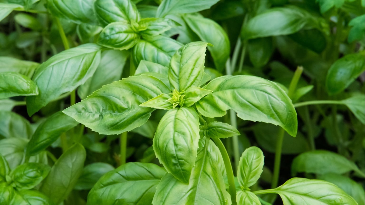 27 Beautiful Filler Plants for Flower Arrangements and Bouquets