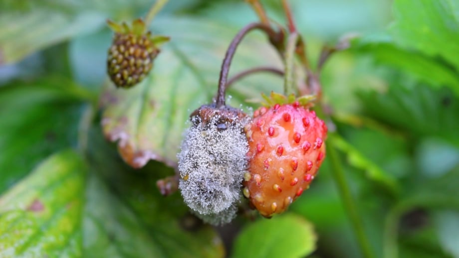 How and When to Thin a Strawberry Bed