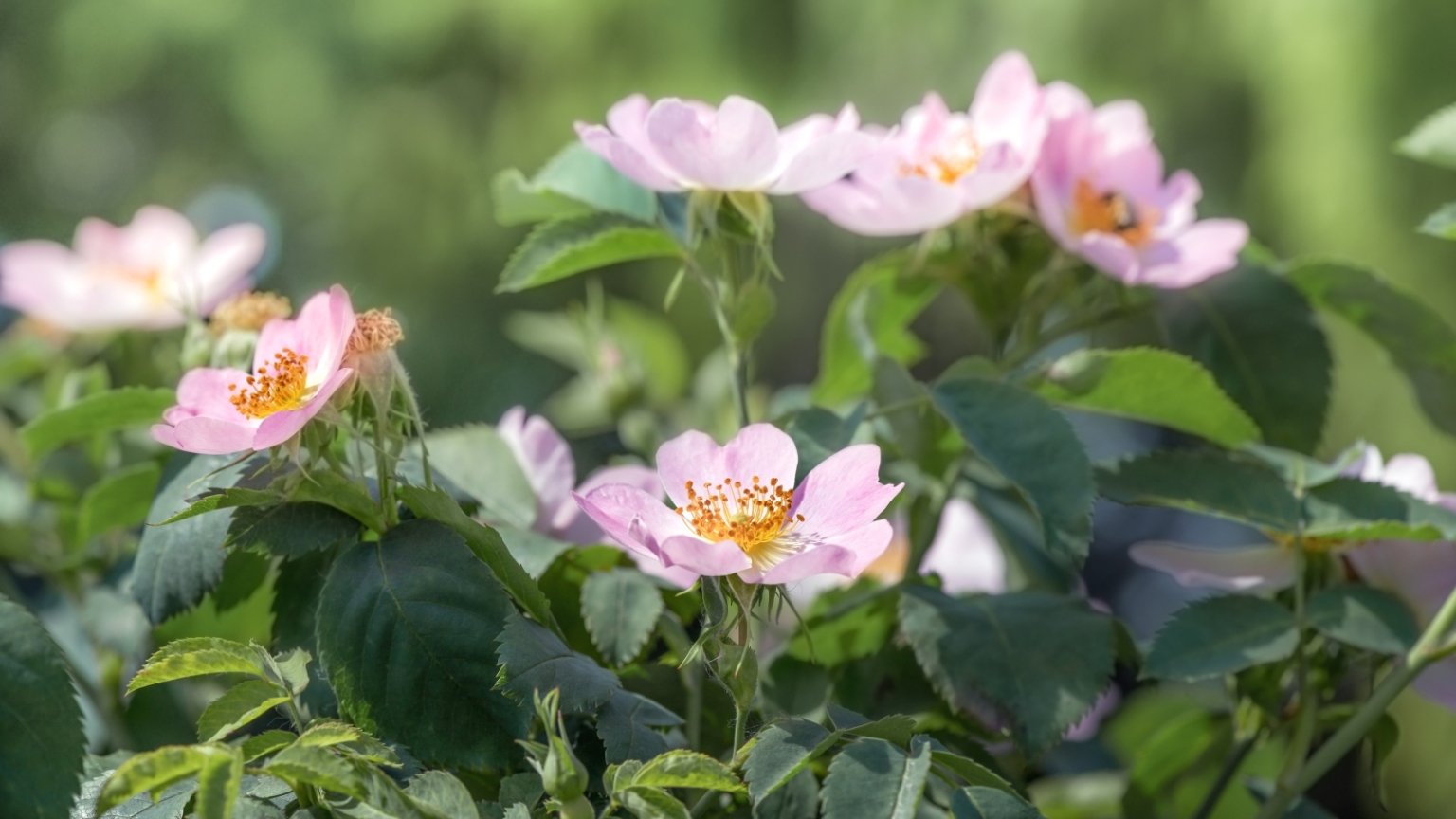 21 Roses That Will Cover a Wall in a Single Season