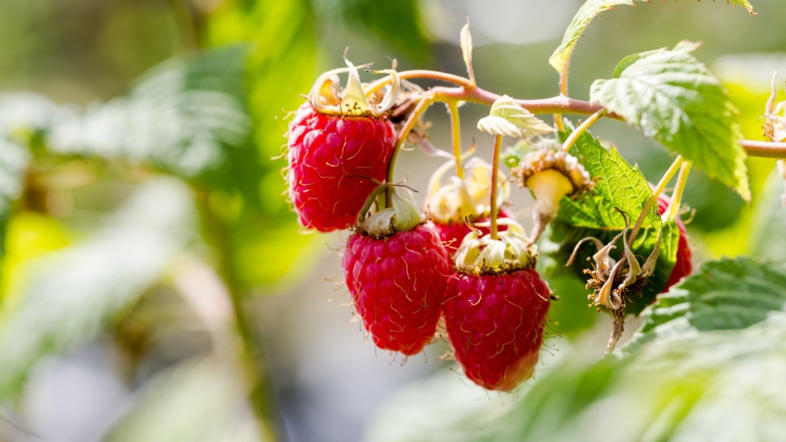 How to Plant, Grow, and Care for 'Heritage' Raspberries