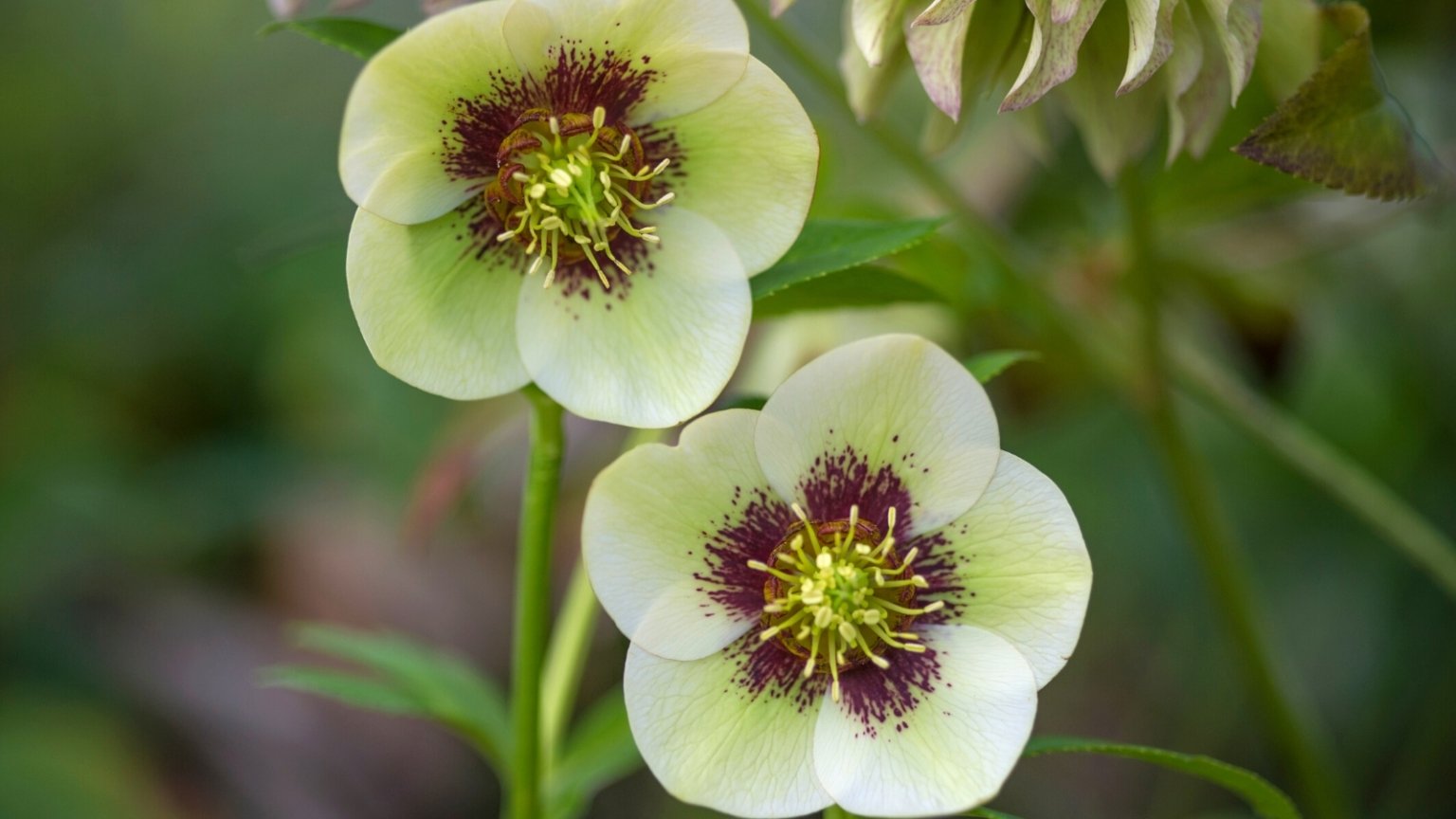 13 Irish Plants to Grow this Saint Patrick's Day