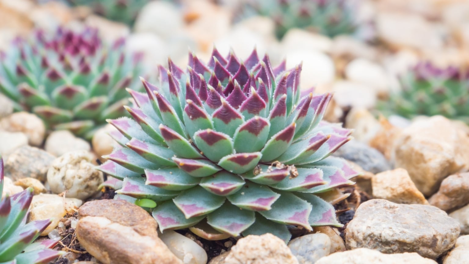 27 Drought-Tolerant Perennial Flowers for Dry Gardens