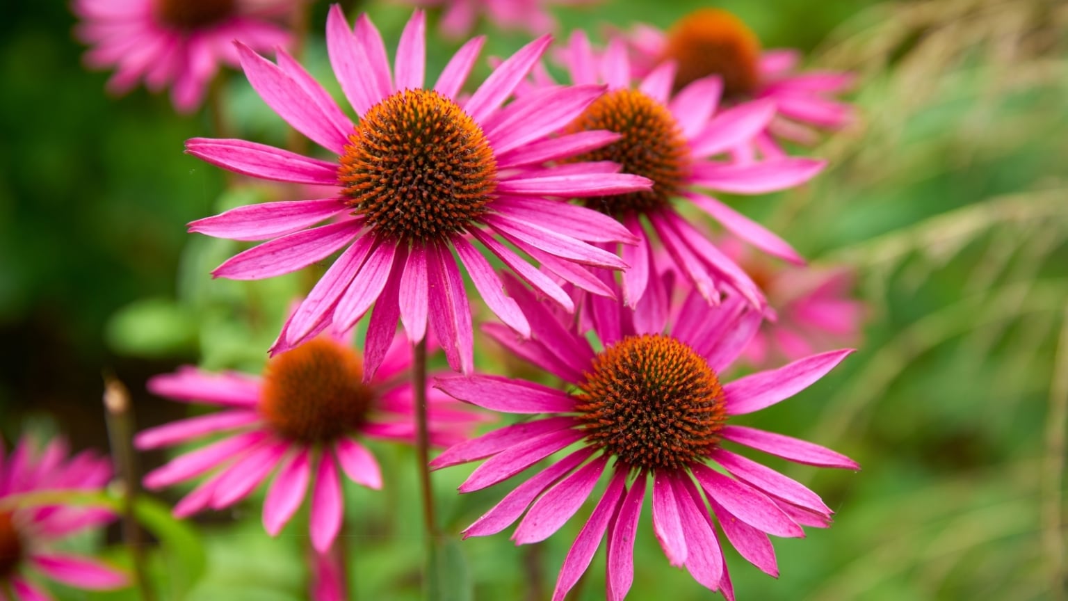 27 Beautiful Texas Wildflowers