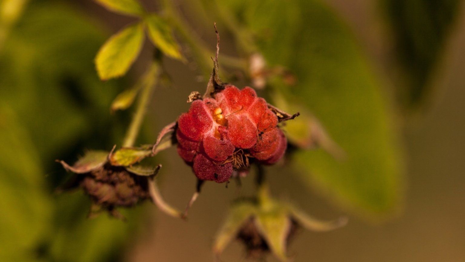 How to Grow Raspberries In Containers
