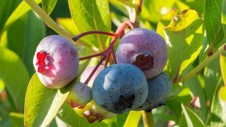 13 Tastiest Blueberry Varieties for Home Gardens