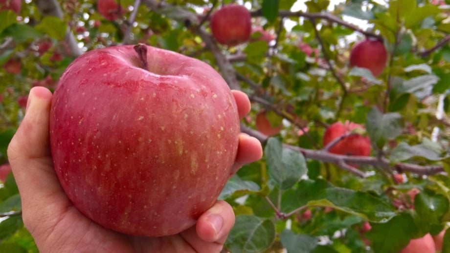 How to Plant, Grow, and Care for 'Fuji' Apple Trees