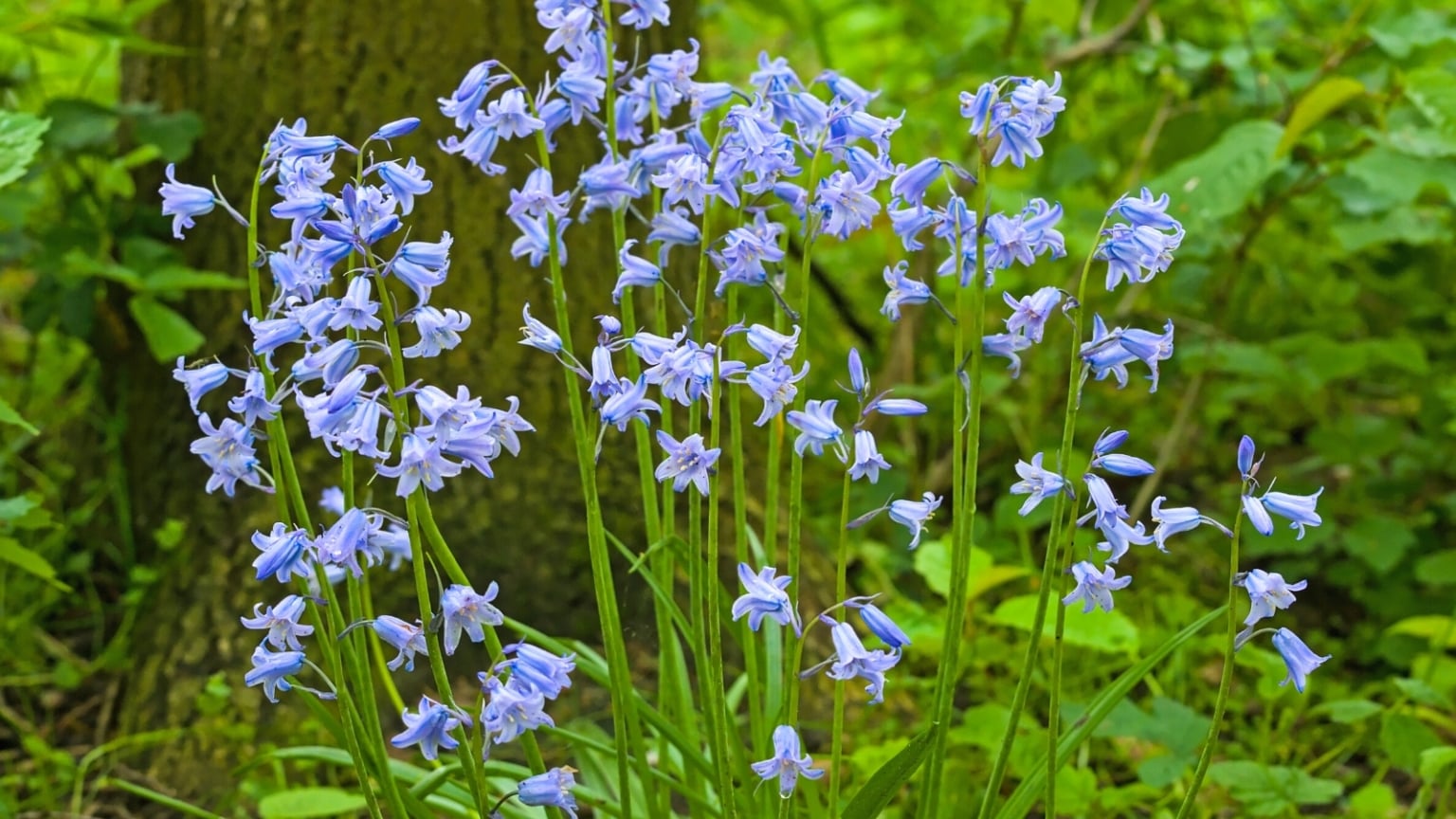13 Irish Plants to Grow this Saint Patrick's Day