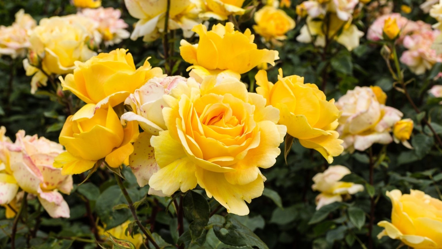 How to Plant, Grow, and Care for Hybrid Tea Roses