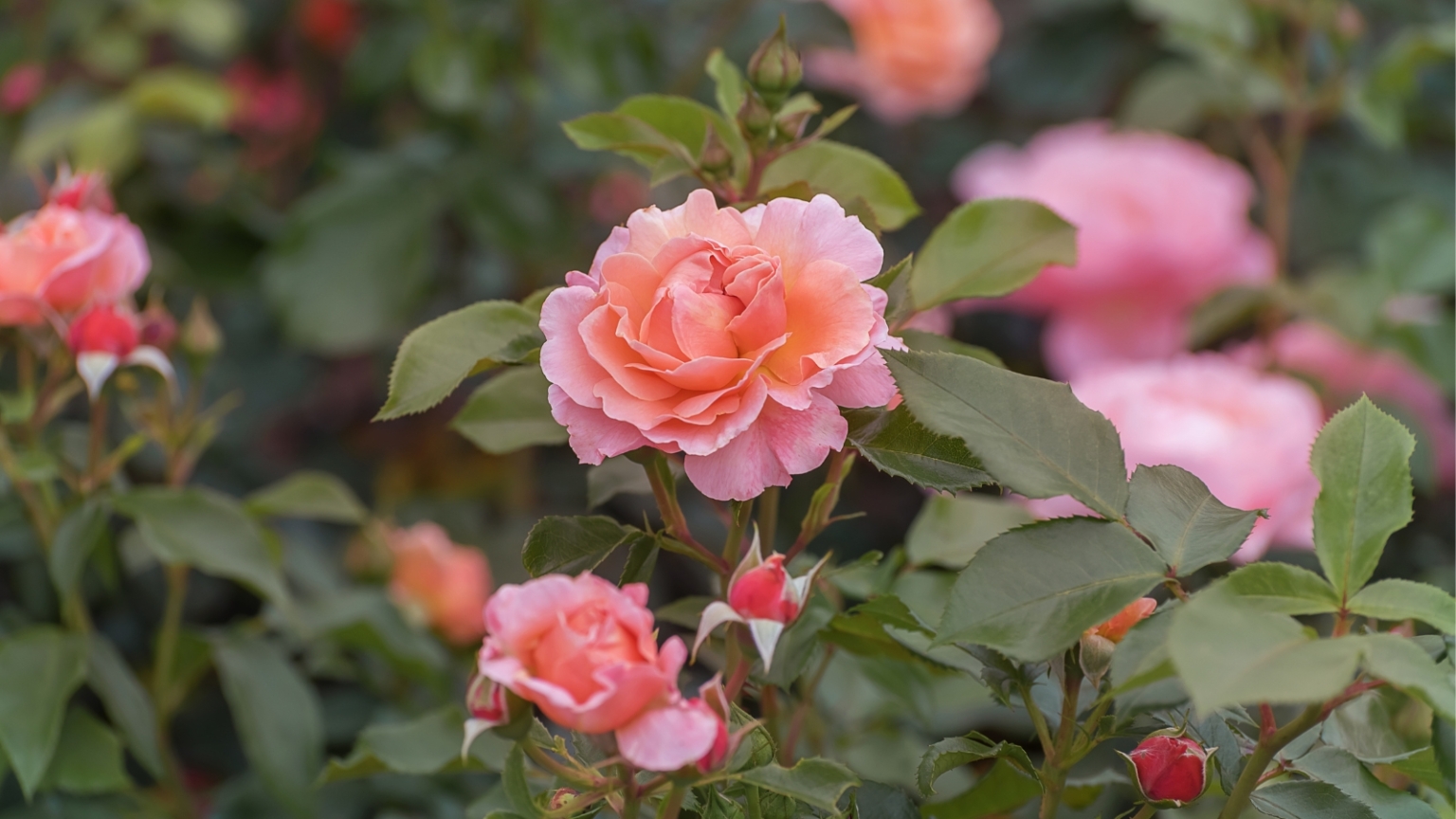 How to Plant, Grow, and Care for Hybrid Tea Roses