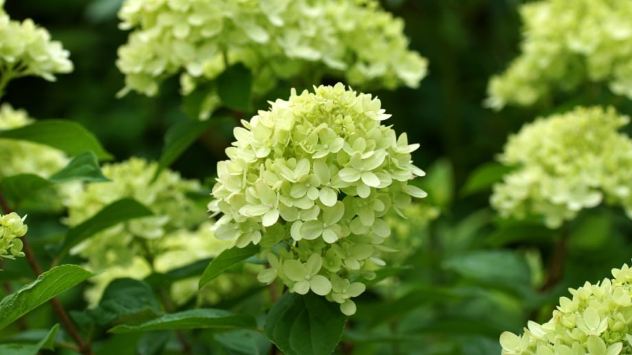 13 Beginner-Friendly Hydrangea Varieties