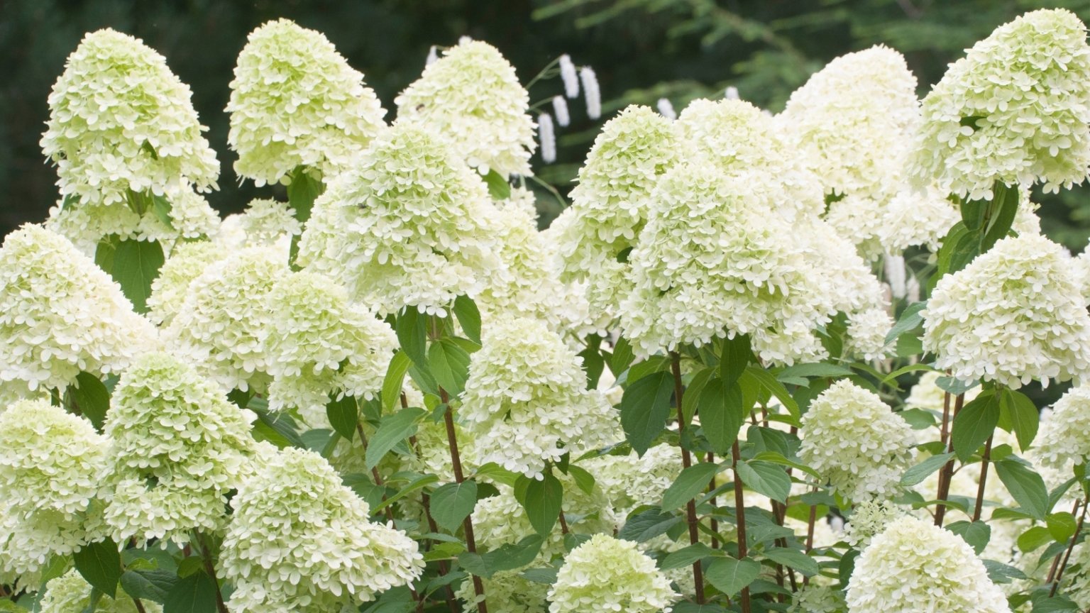13 Beginner-Friendly Hydrangea Varieties