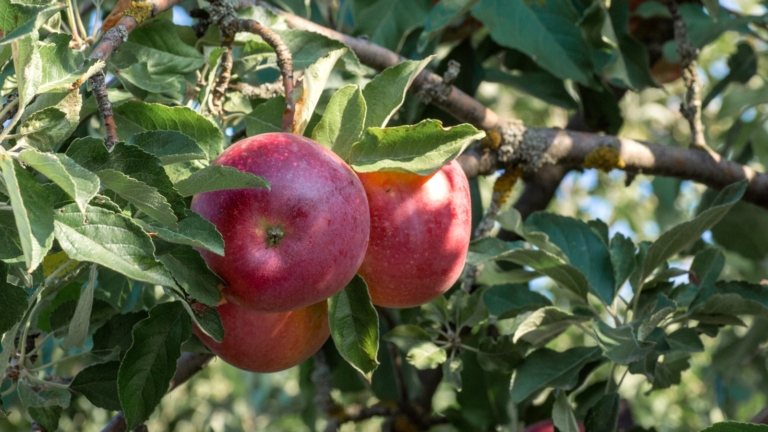 30 Most Delicious Apple Tree Varieties For Home Gardens