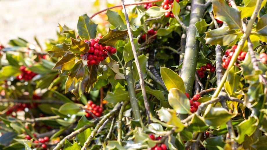 17 Best Foundation Plants for the Front of Your House