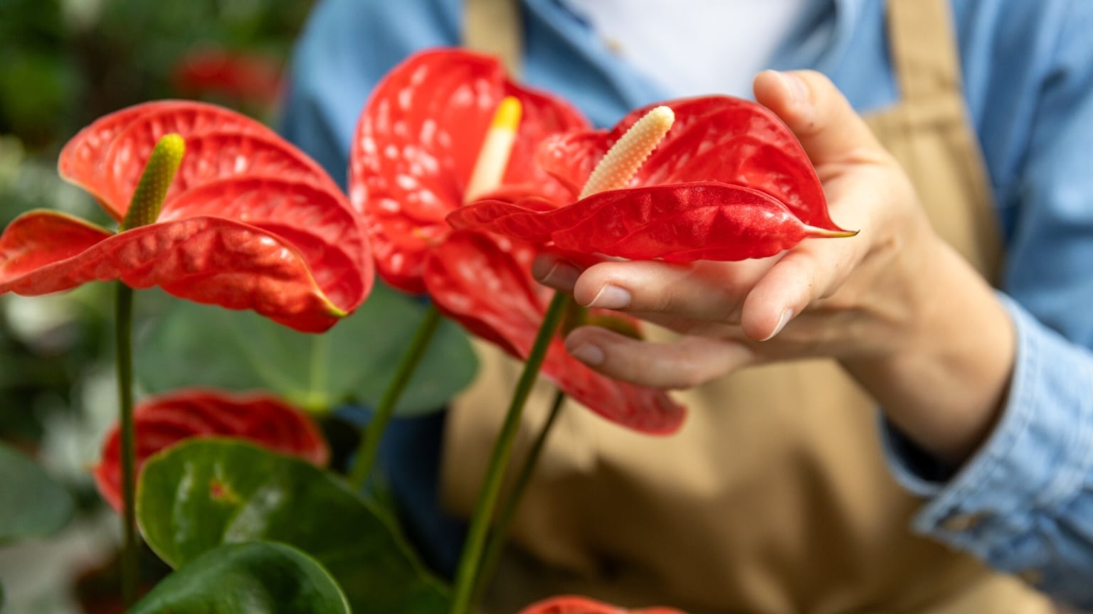 How to Plant, Grow, and Care for Anthuriums