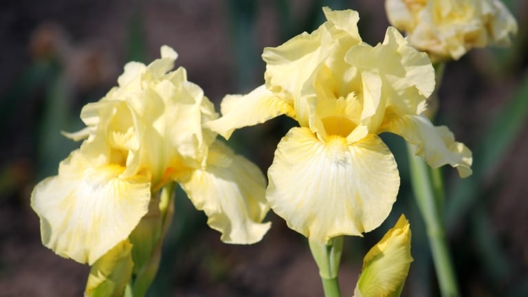 13 Irish Plants to Grow this Saint Patrick's Day