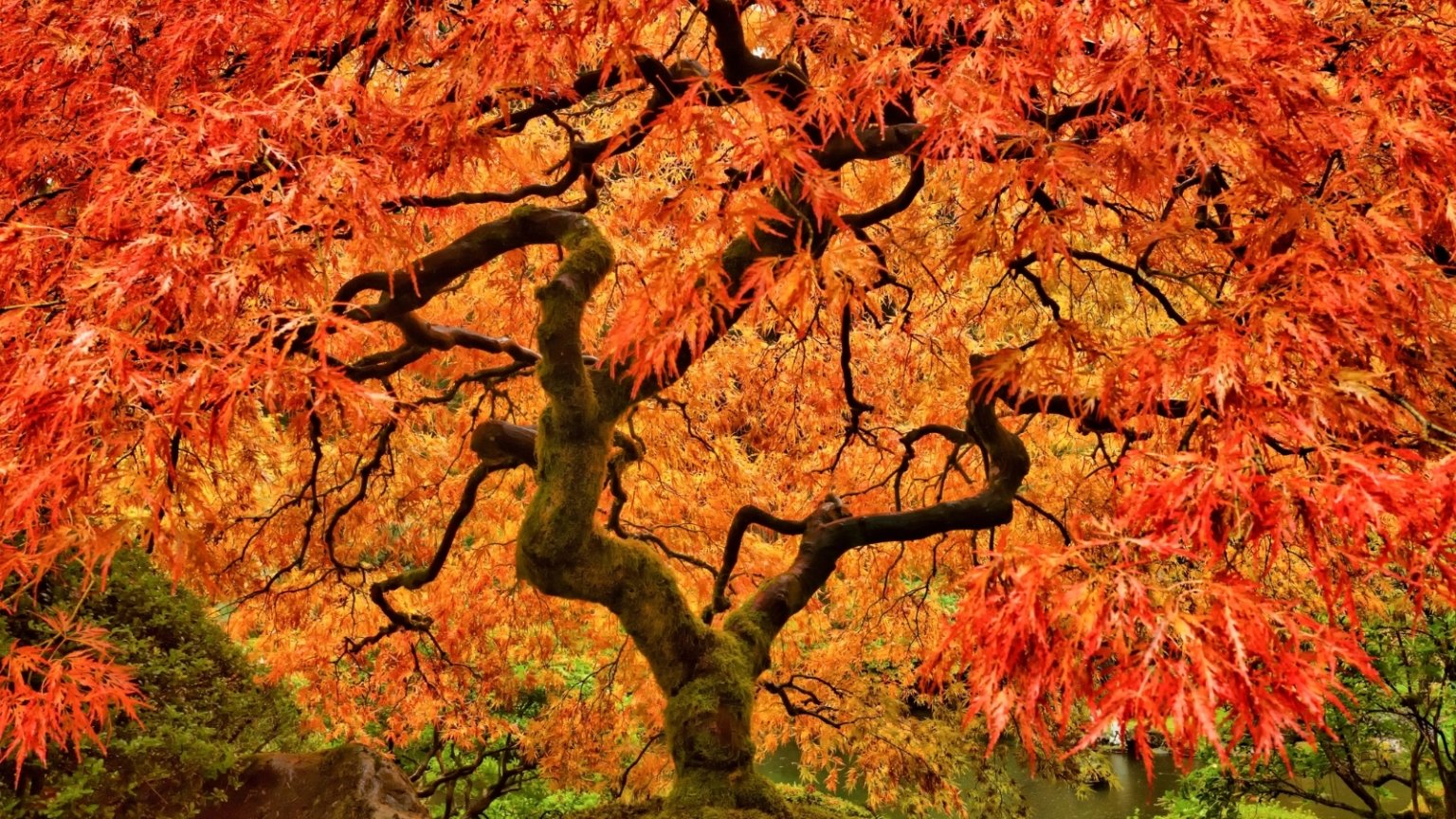 21 Plants For Mid-Century Modern Home Gardens