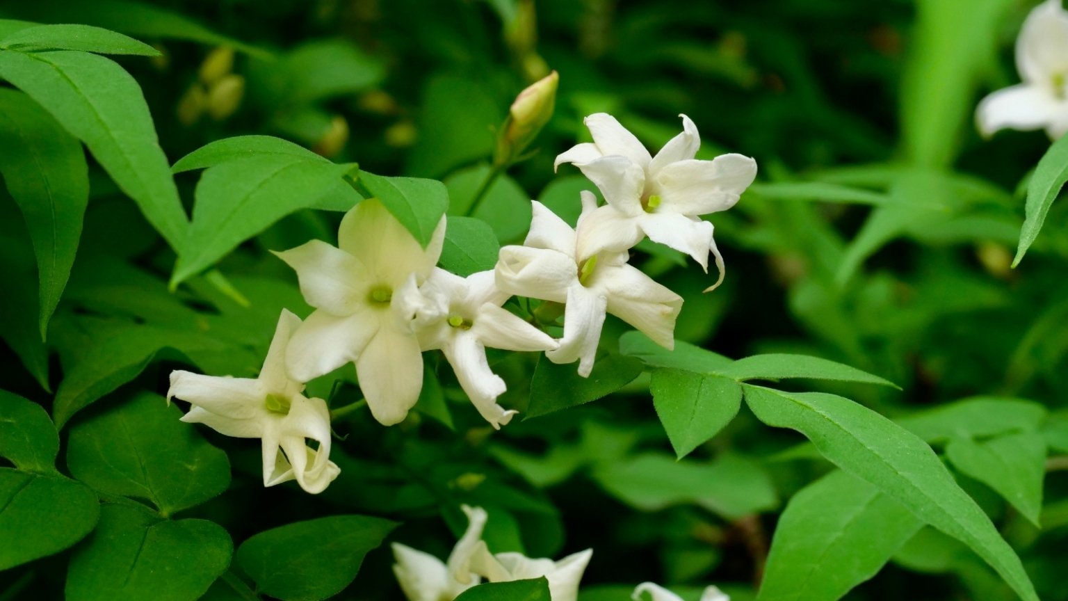 How to Plant, Grow, and Care for Jasmine
