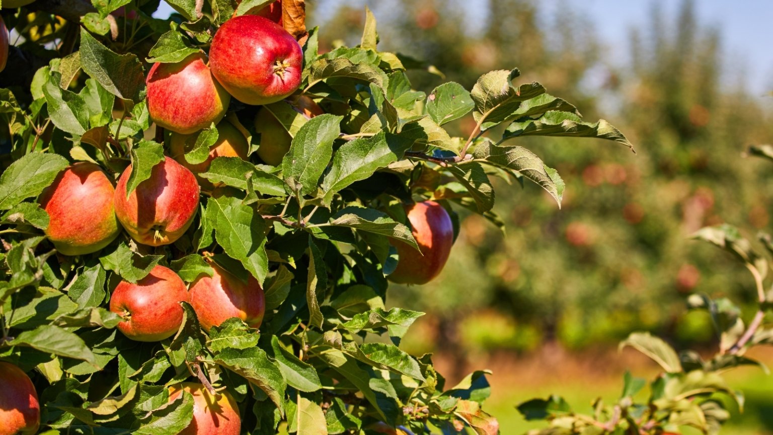 30 Most Delicious Apple Tree Varieties For Home Gardens