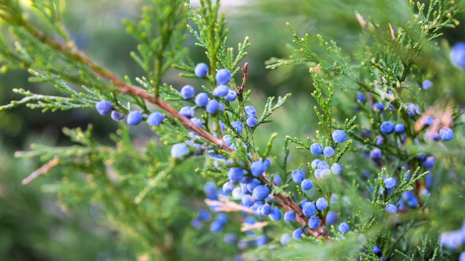 What Are Growing Zones, and What Do They Mean for Your Garden?