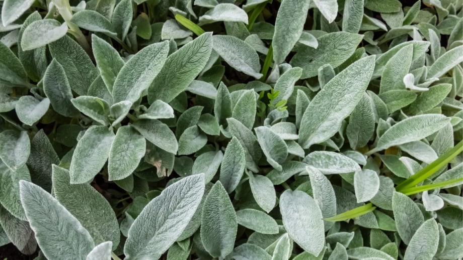 19 Fun Plants Named for Animals