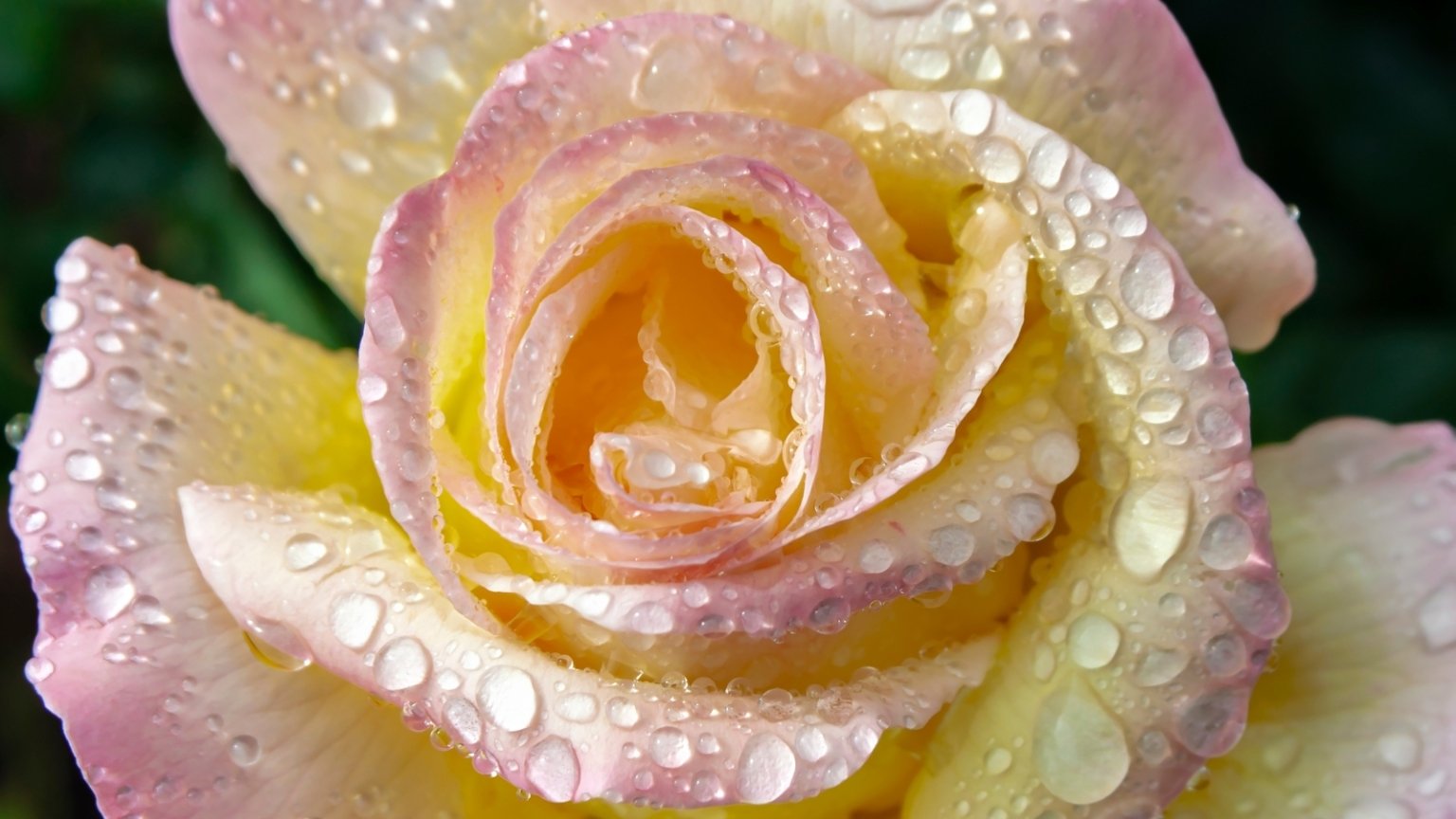How to Plant, Grow, and Care for Hybrid Tea Roses
