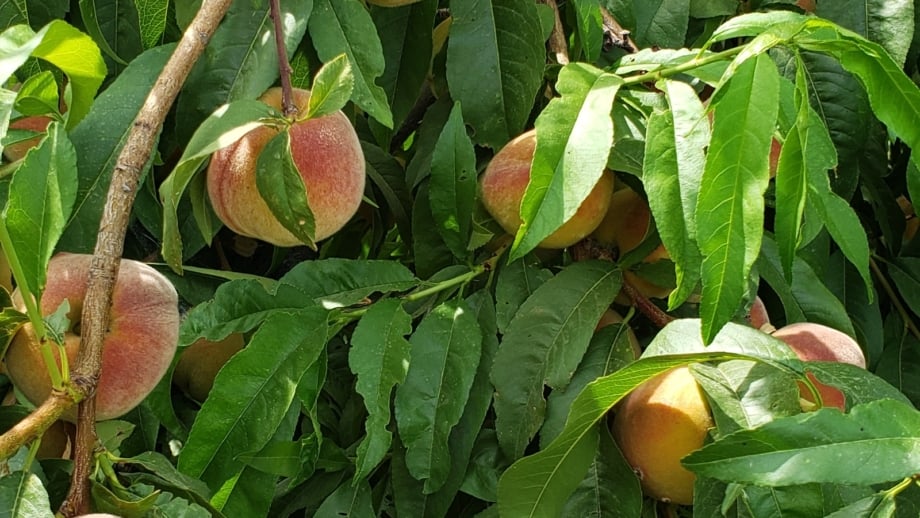 How to Plant, Grow, and Care for ‘Elberta’ Peach Trees