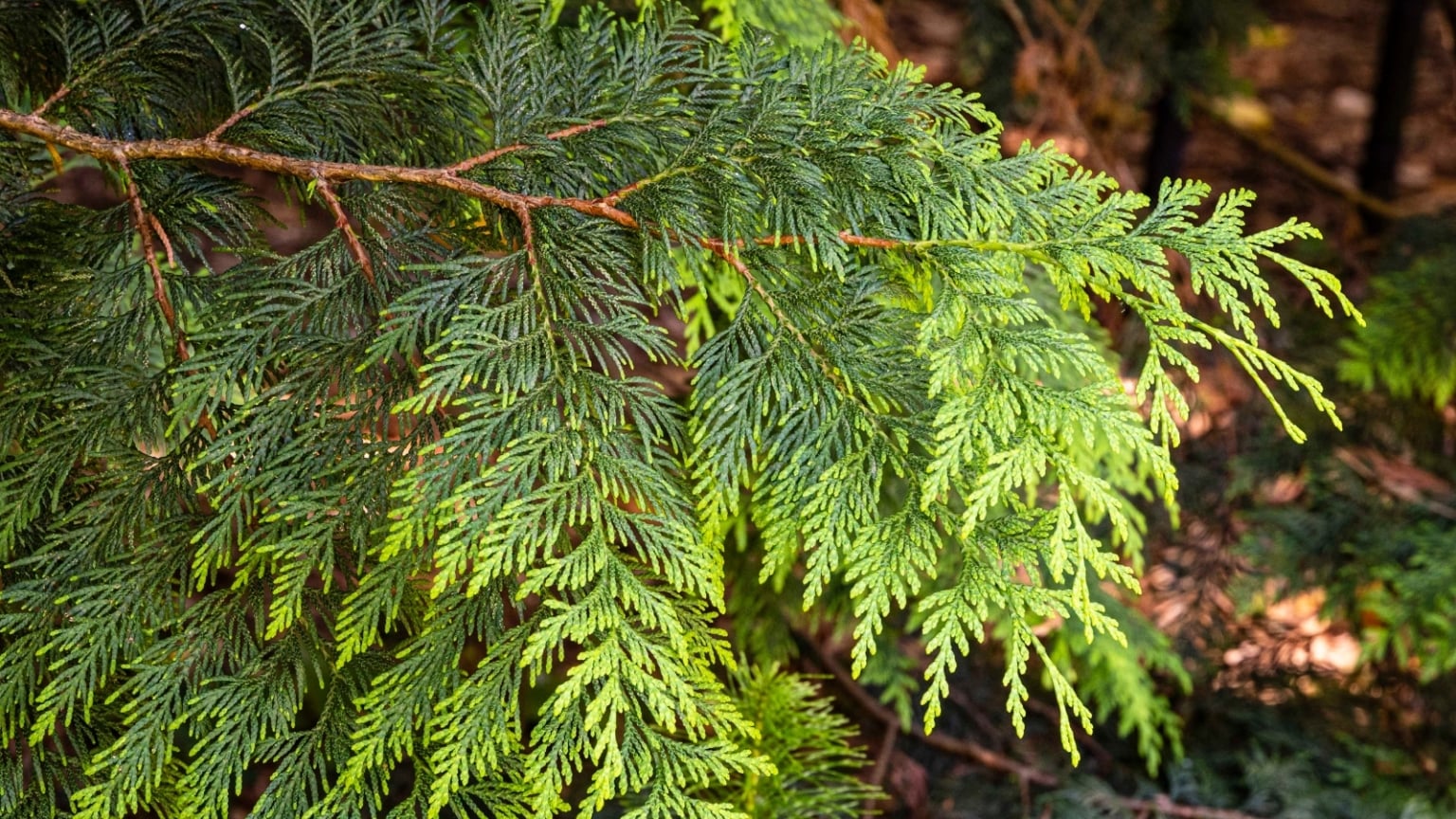 How to Plant, Grow, and Care For Thuja 'Green Giant’ Arborvitae
