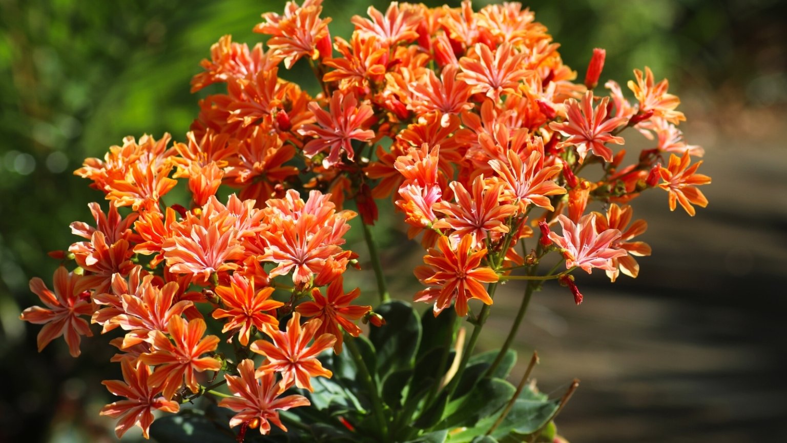 How to Plant, Grow, and Care for Lewisia