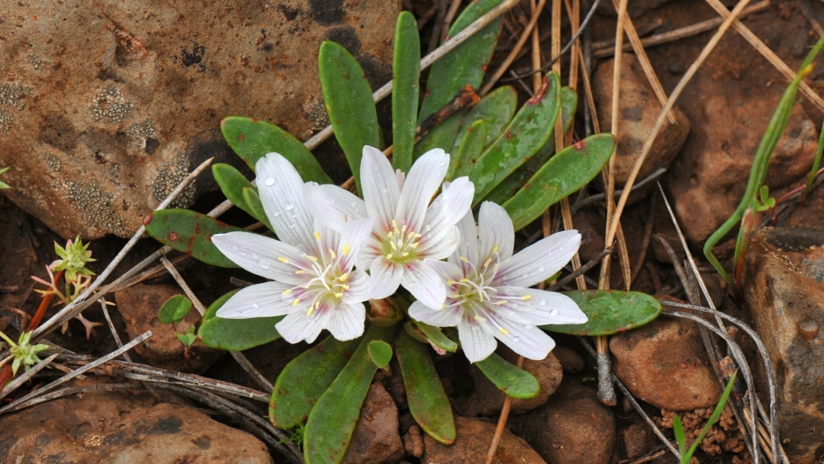 How to Plant, Grow, and Care for Lewisia