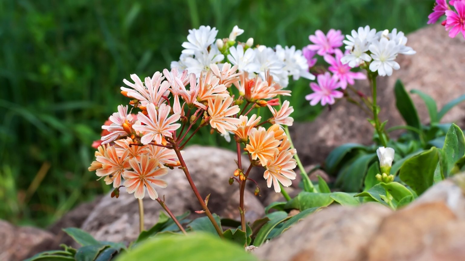 How to Plant, Grow, and Care for Lewisia