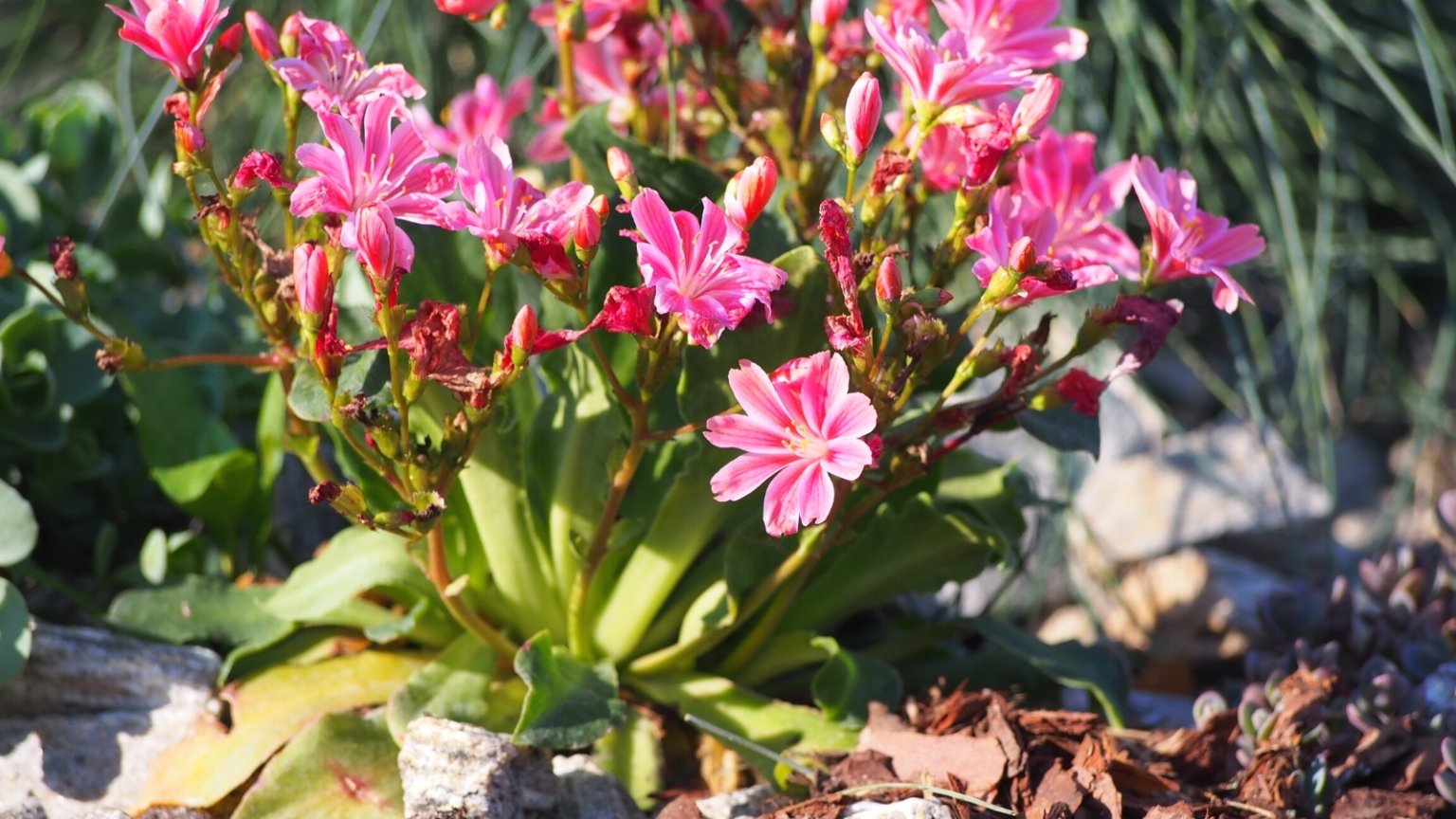 How to Plant, Grow, and Care for Lewisia