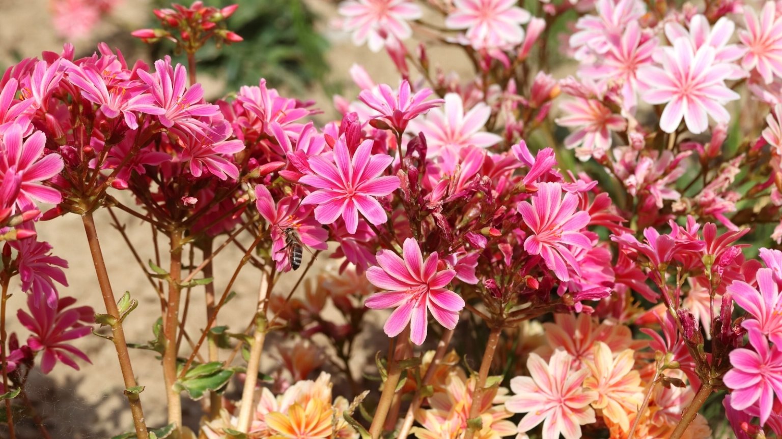 How to Plant, Grow, and Care for Lewisia