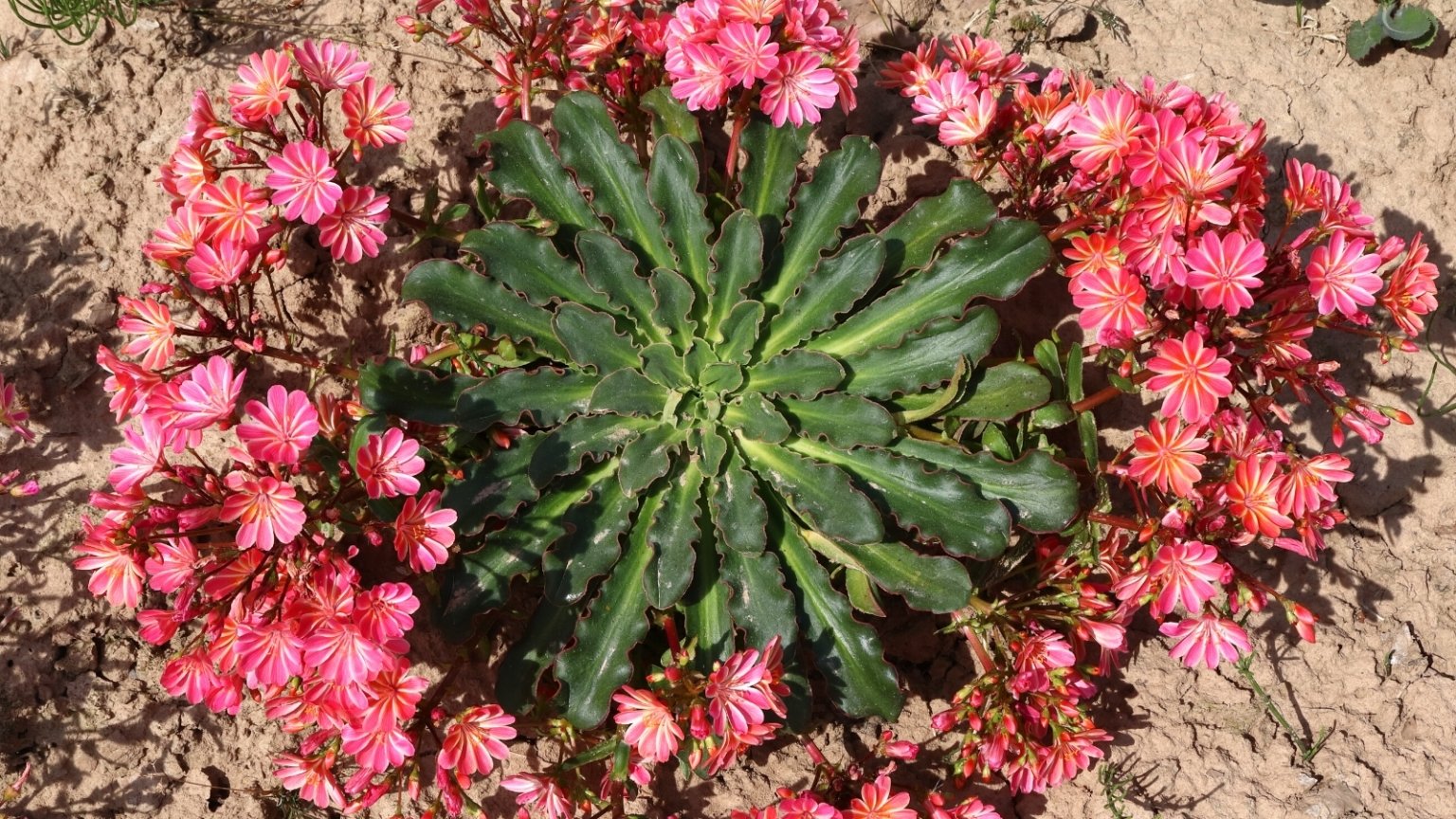 How to Plant, Grow, and Care for Lewisia
