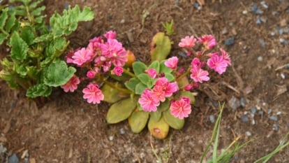 How to Plant, Grow, and Care for Lewisia