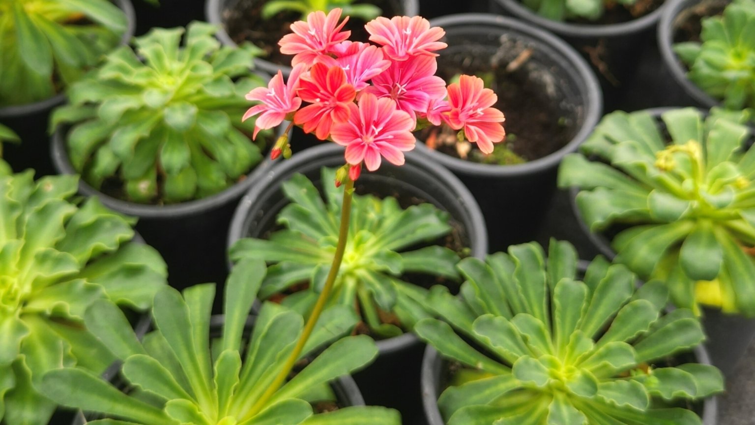 How to Plant, Grow, and Care for Lewisia